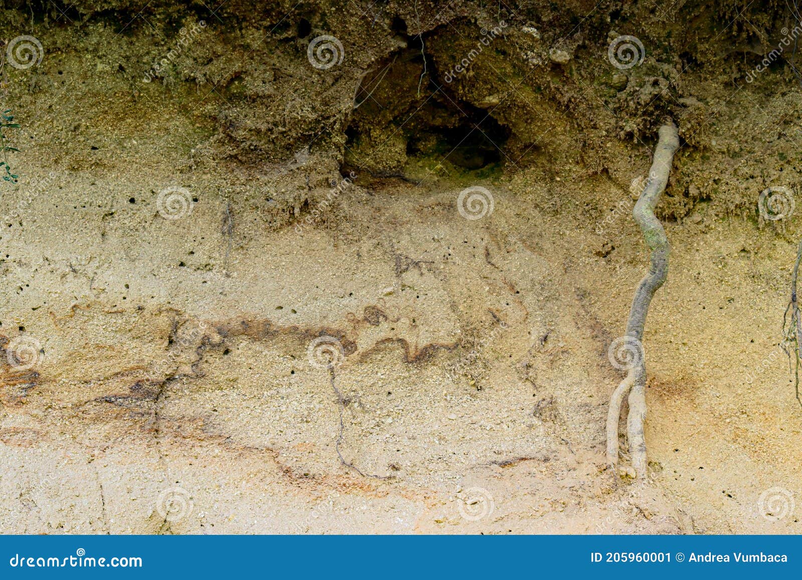 Sand Wall Texture with Tree Roots Stock Image - Image of solid ...