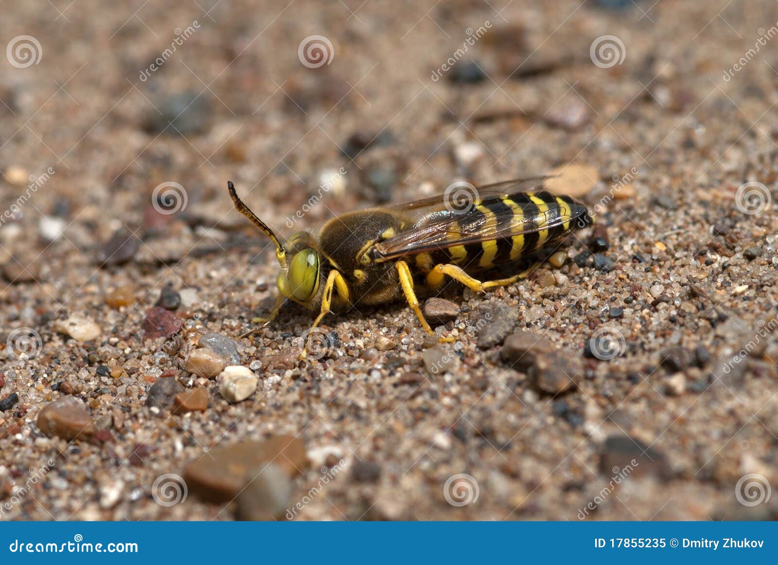 The sand wasp stock image. Image of animal, claw, rostratus - 17855235