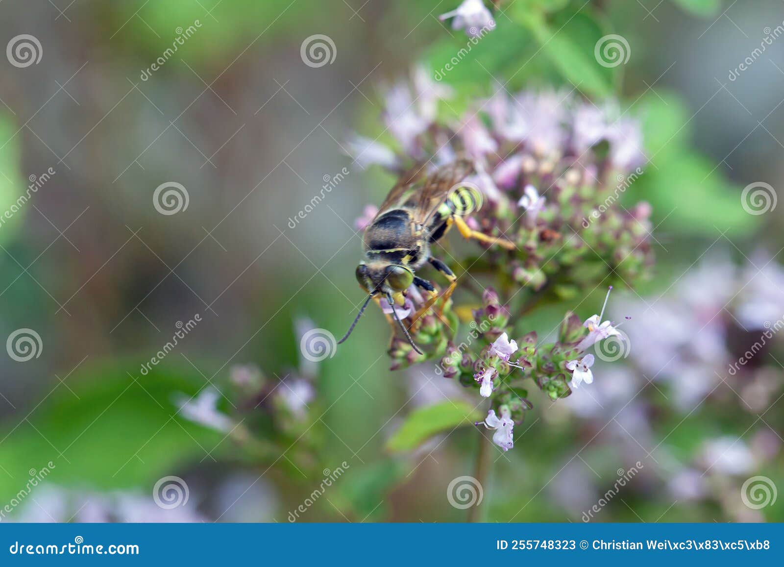 The Sand Wasp Bembix Rostrata on a Flower Stock Image - Image of nature ...