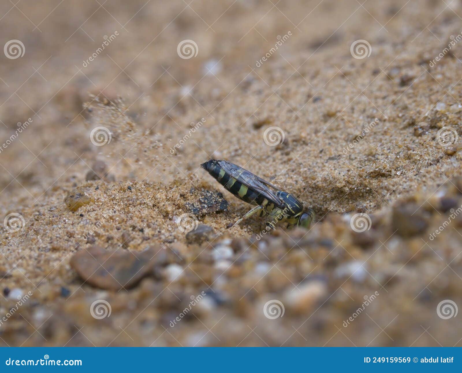 The Sand Wasp is Digging a Hole in the Sand Stock Image - Image of ...