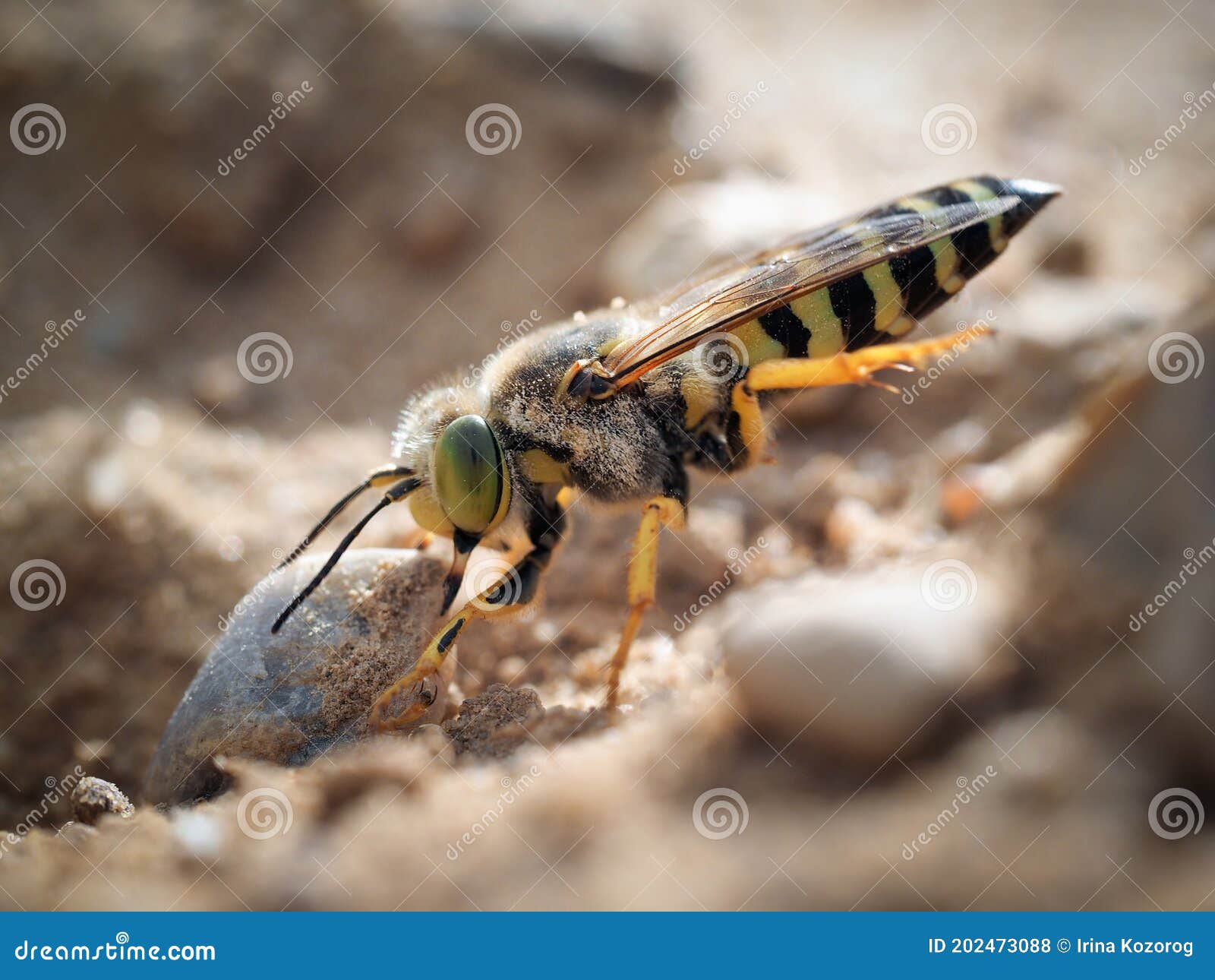 Sand Wasp Dragging a Huge Stone Stock Photo - Image of living, dragging ...