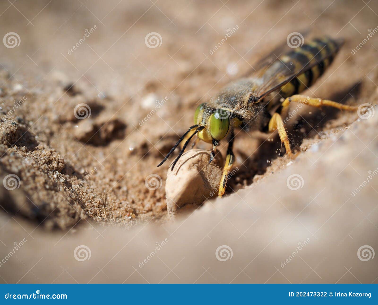 Sand Wasp Dragging a Huge Stone Stock Photo - Image of wild, wasp ...