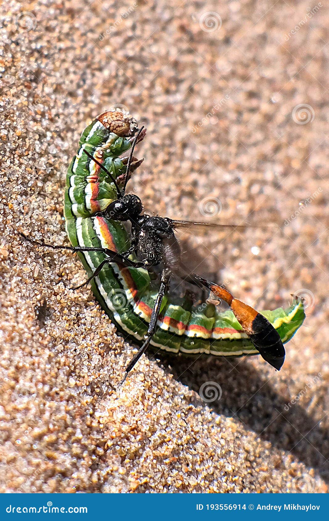 The Sand Wasp is an Insect that Burrows in the Sand. the Wasp Drags the ...