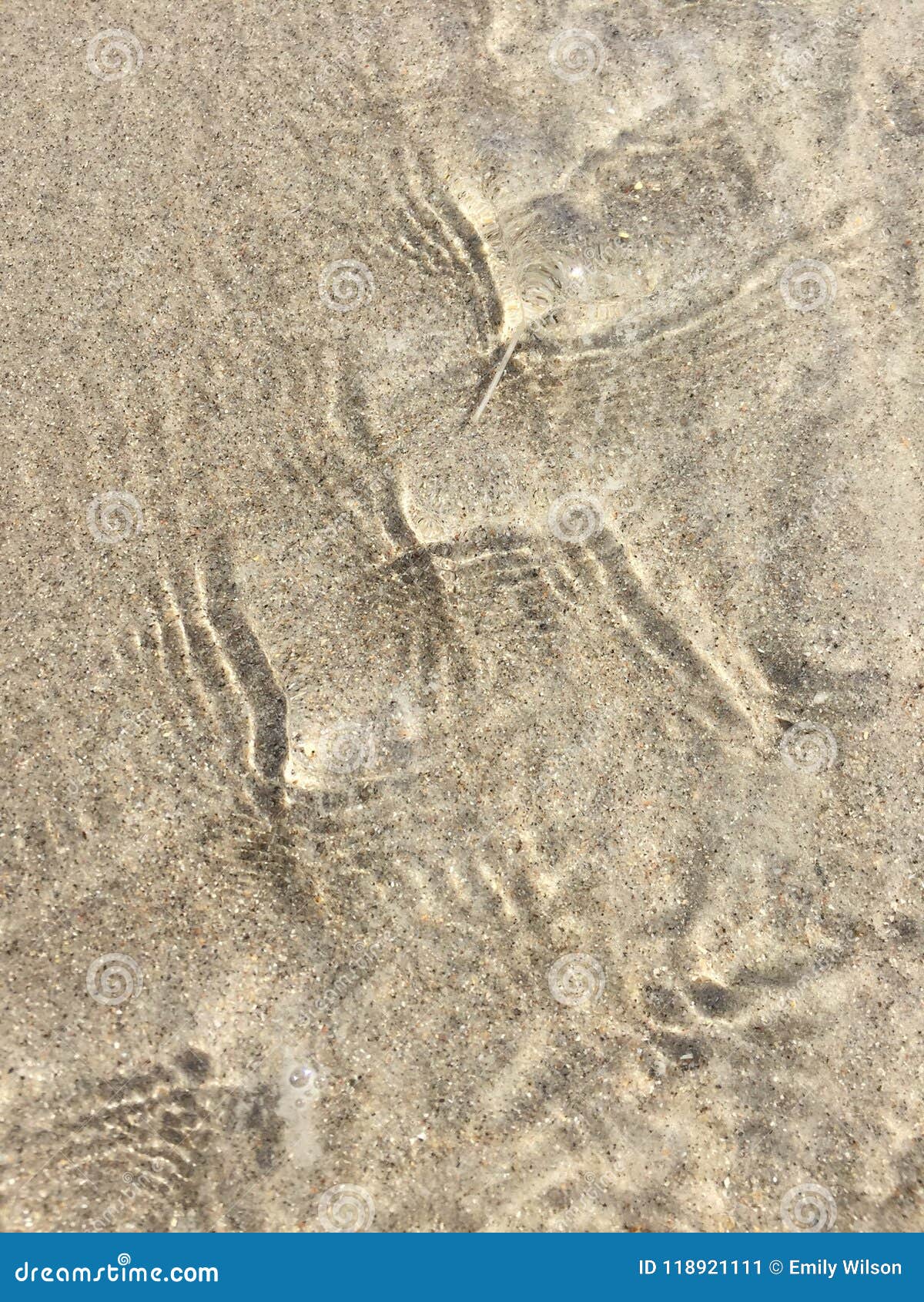 Water Look Like Hearth Shape On Lotus Leaf Floating On Surface In Basin ...