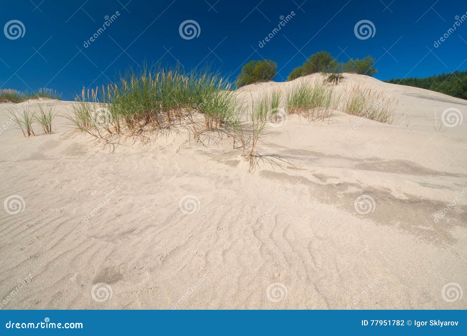 Sand Waves on a Dune at Curonian Spit Stock Photo - Image of horizon ...
