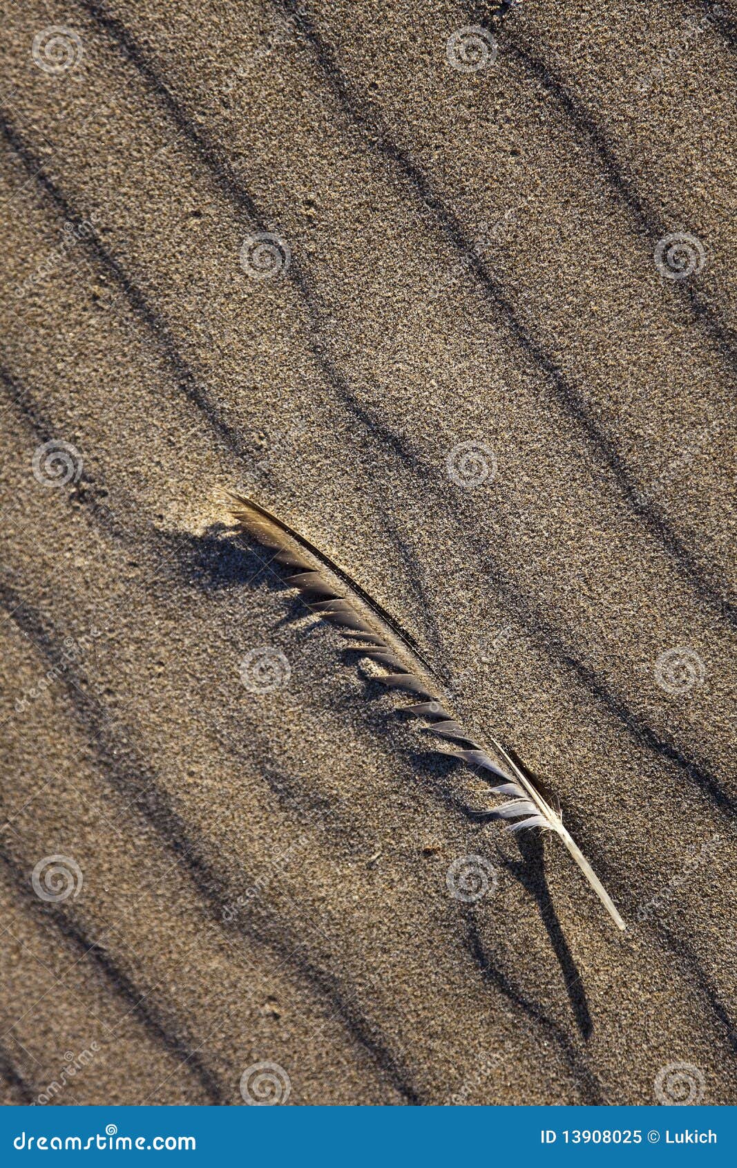 Sand Waves and Feather Background Stock Image - Image of sand, feather ...