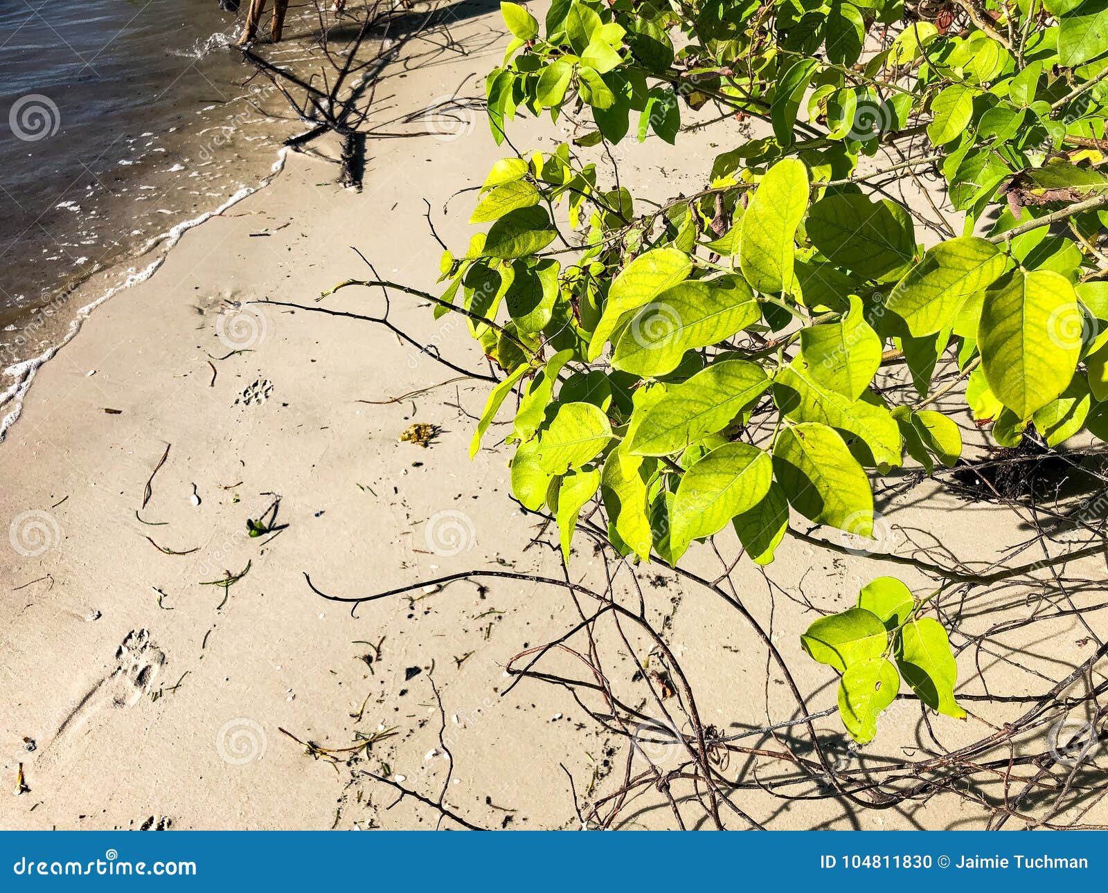Pretty Leaf and Sand on the Beach Stock Photo - Image of coastal, rock ...