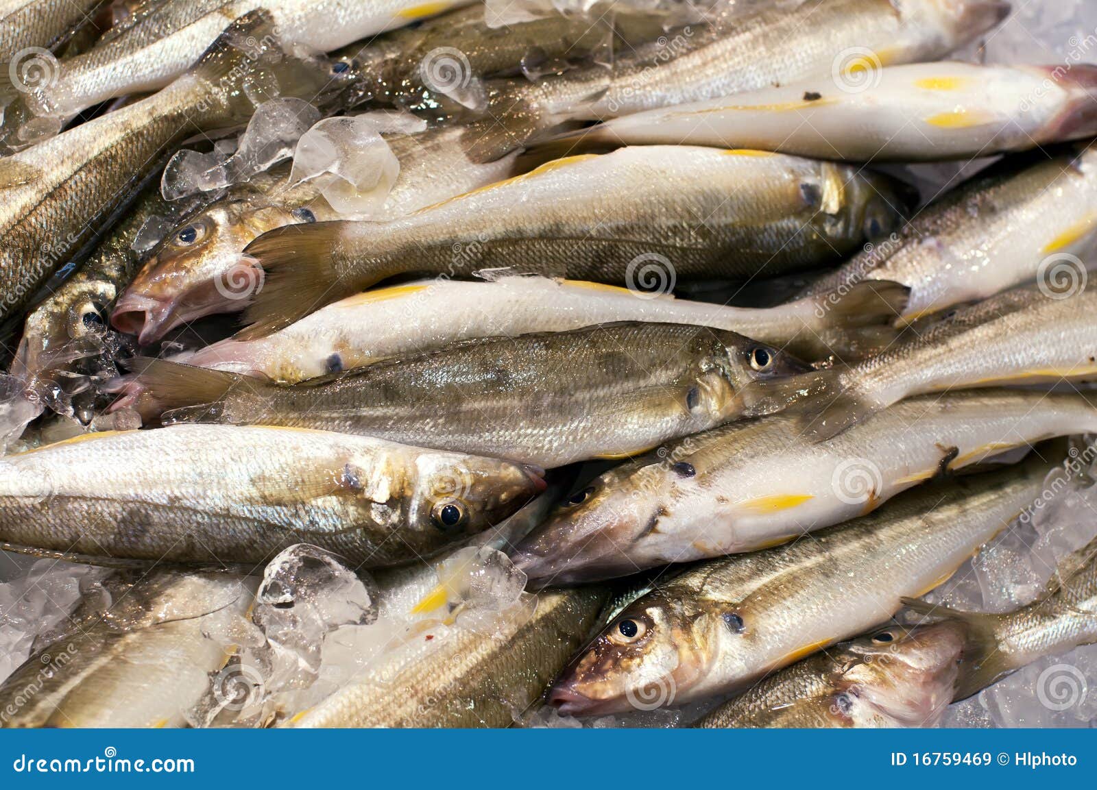 Sand whiting stock image. Image of ocean, food, ciliata - 16759469
