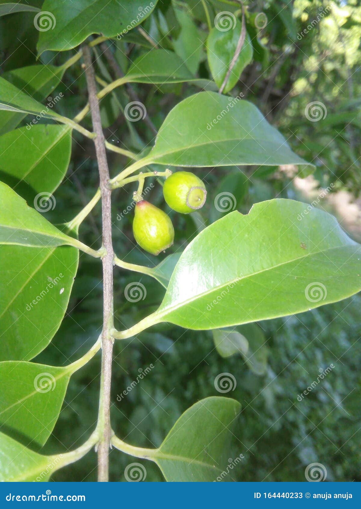 Sandal wood seed stock image. Image of sandal, seed - 164440233