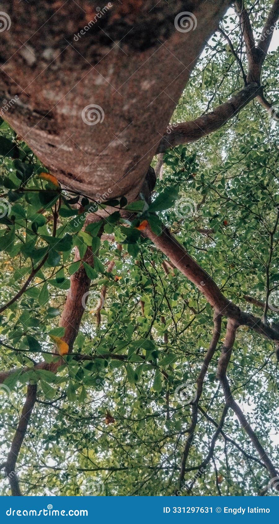 Sandalwood pine tree stock image. Image of tree, trees - 331297631