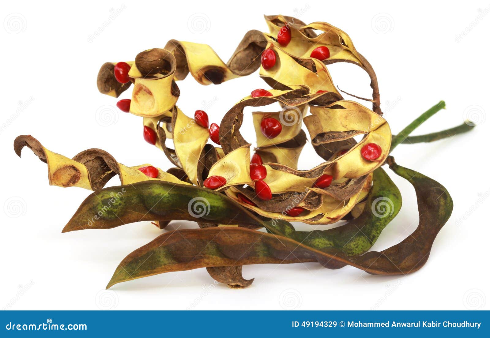 Dried Bean Pods Of Catalpa Tree In The Hands Of The Gardener Royalty ...