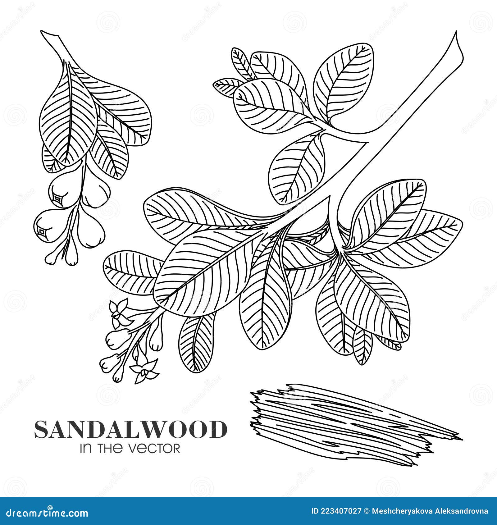 Sandalwood Set On White Background Vector Illustration | CartoonDealer ...