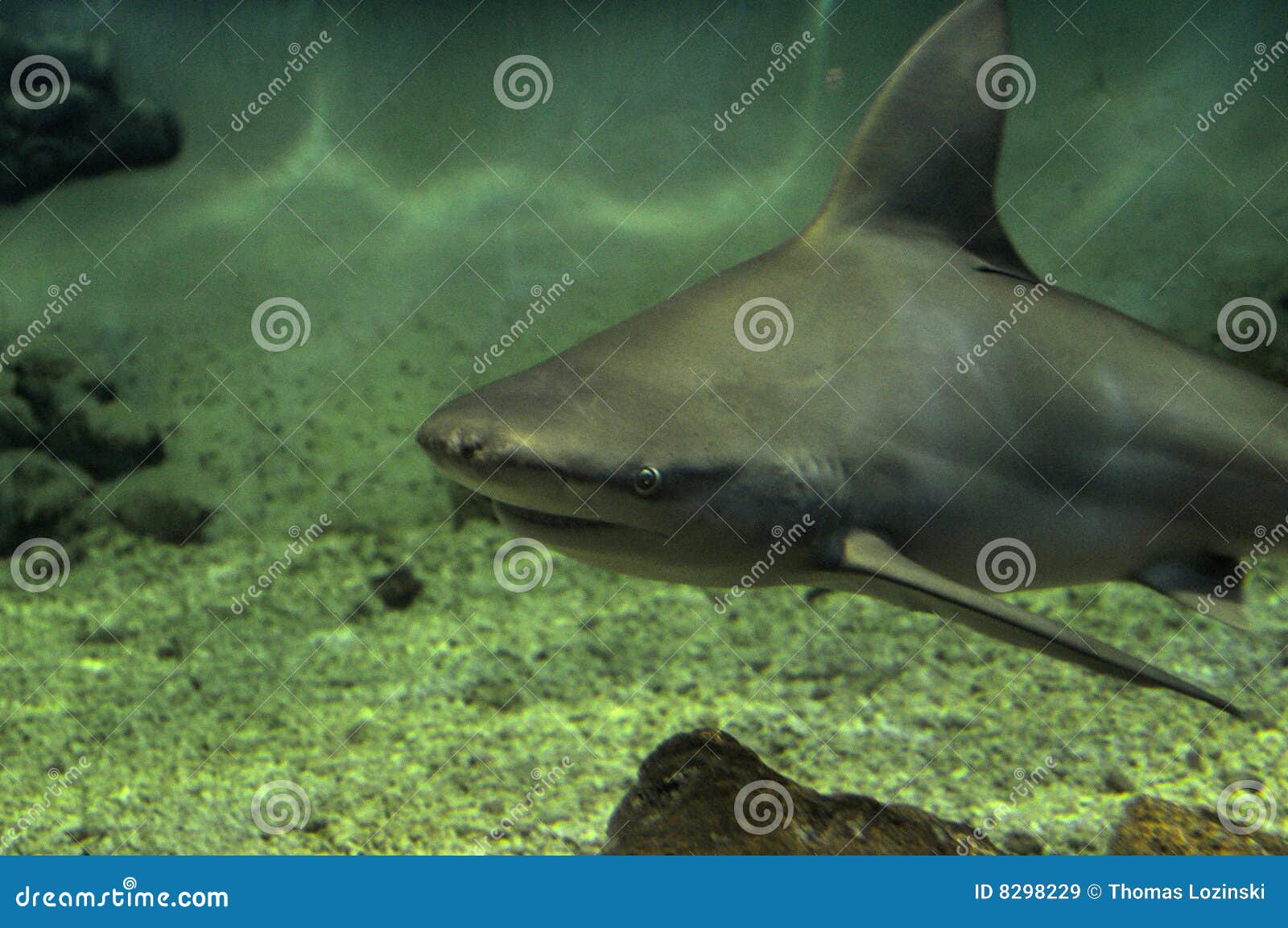 Sandbar shark stock image. Image of swimming, shark, aquarium - 8298229