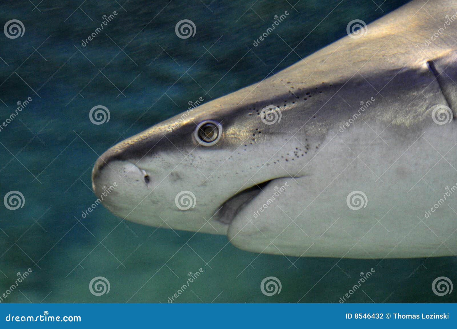Sandbar shark stock photo. Image of closeup, shark, sandbar - 8546432