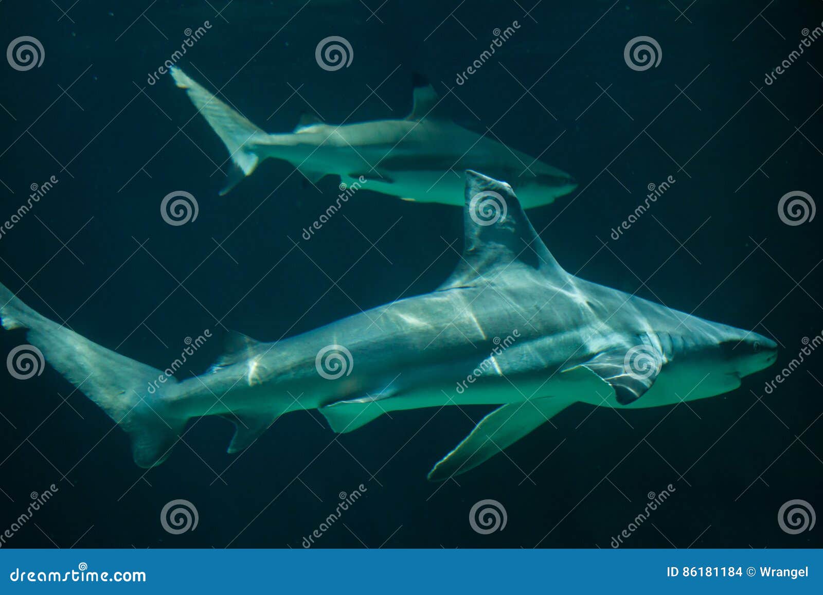 Sandbar Shark Carcharhinus Plumbeus. Stock Photo - Image of animal ...