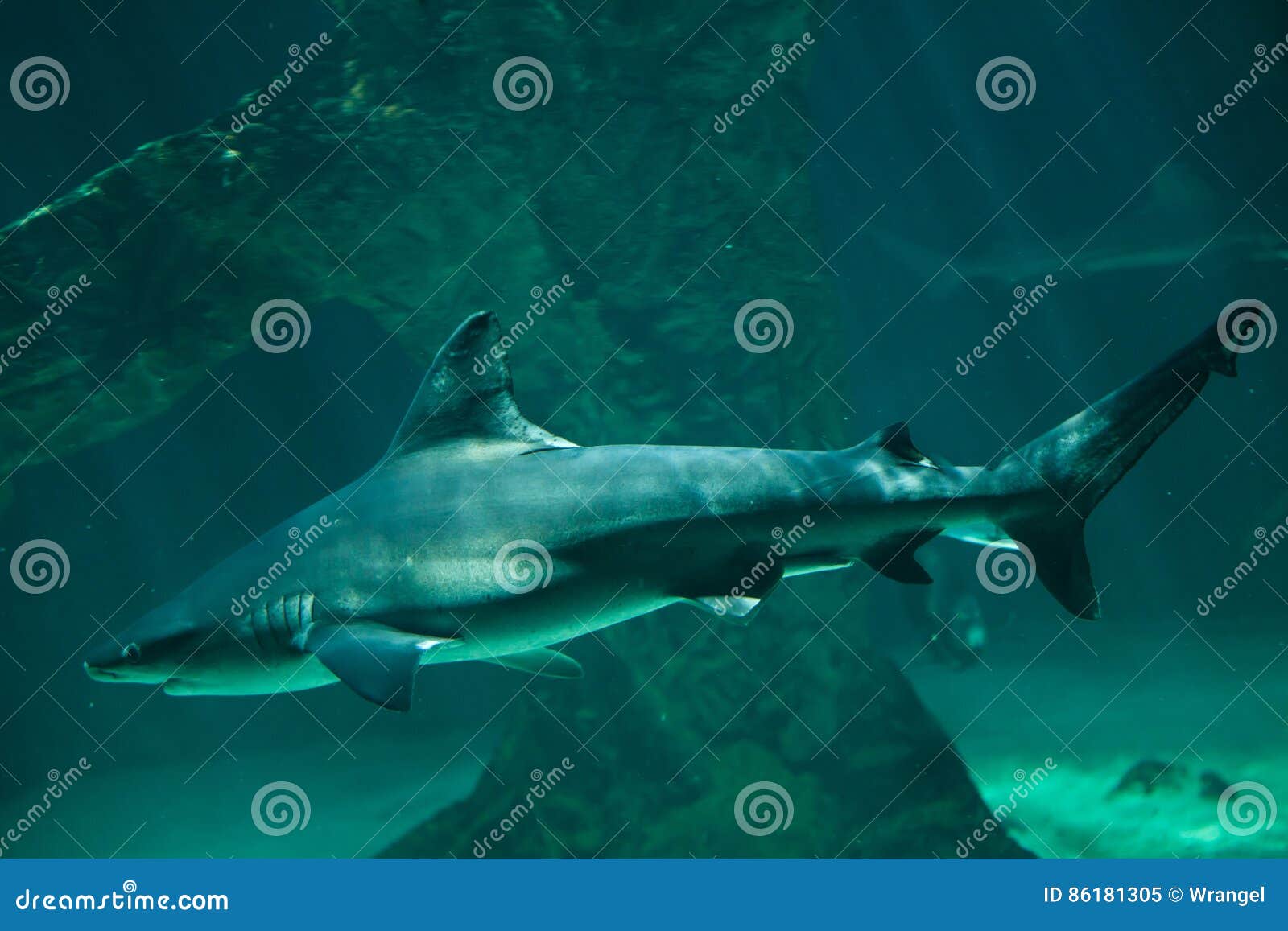 Sandbar Shark Carcharhinus Plumbeus. Stock Image - Image of fauna ...