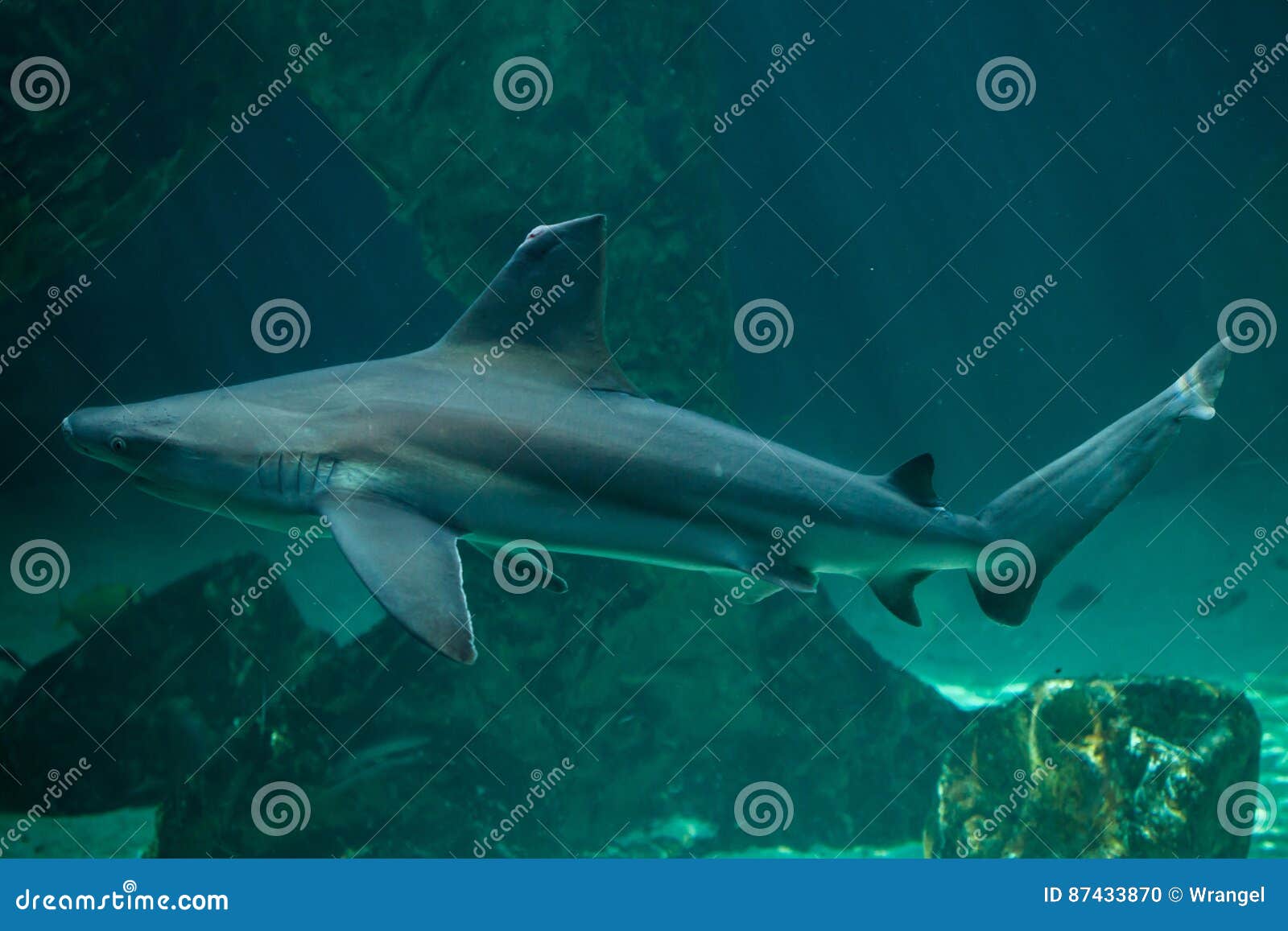 Sandbar Shark Carcharhinus Plumbeus. Stock Photo - Image of shark ...