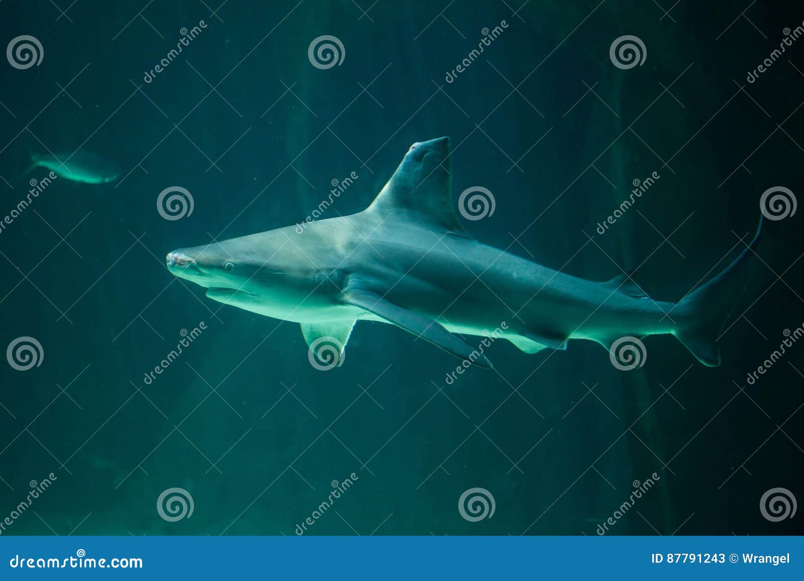Sandbar Shark Carcharhinus Plumbeus. Stock Image - Image of animal ...