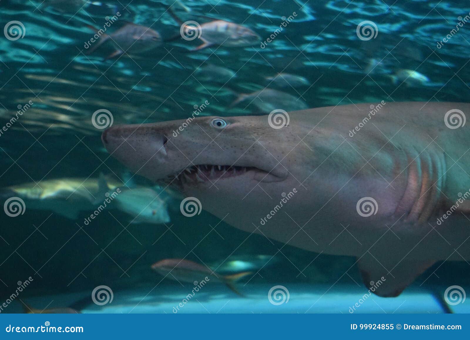 Sandbar Shark with Fish stock image. Image of predator - 99924855