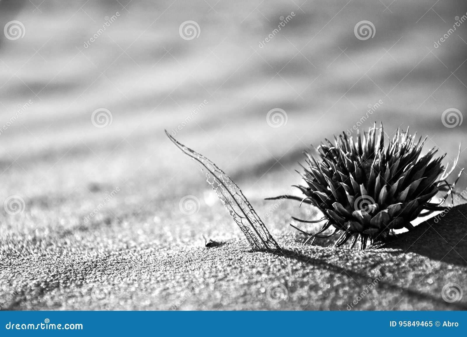 Wind Blasted Thistle & Leaf in Sand Stock Image - Image of dirt ...