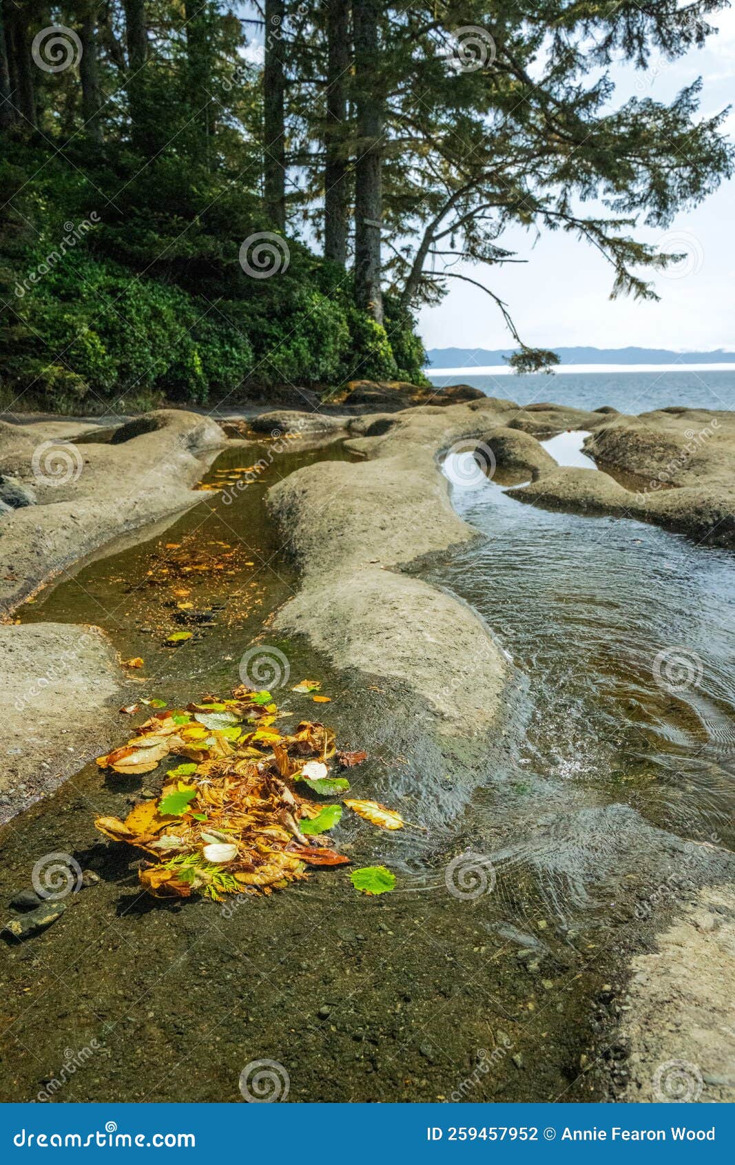 Sandcut Beach on Vancouver Island Stock Photo - Image of outdoor, clear ...
