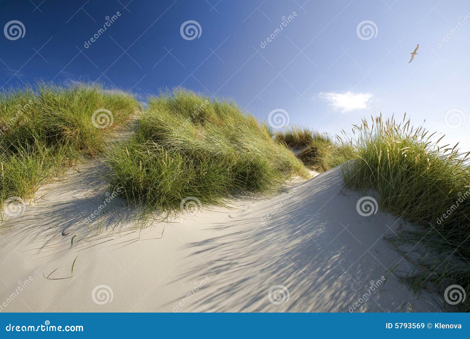 Sanddyner fotografering för bildbyråer. Bild av gräs, strand - 5793569