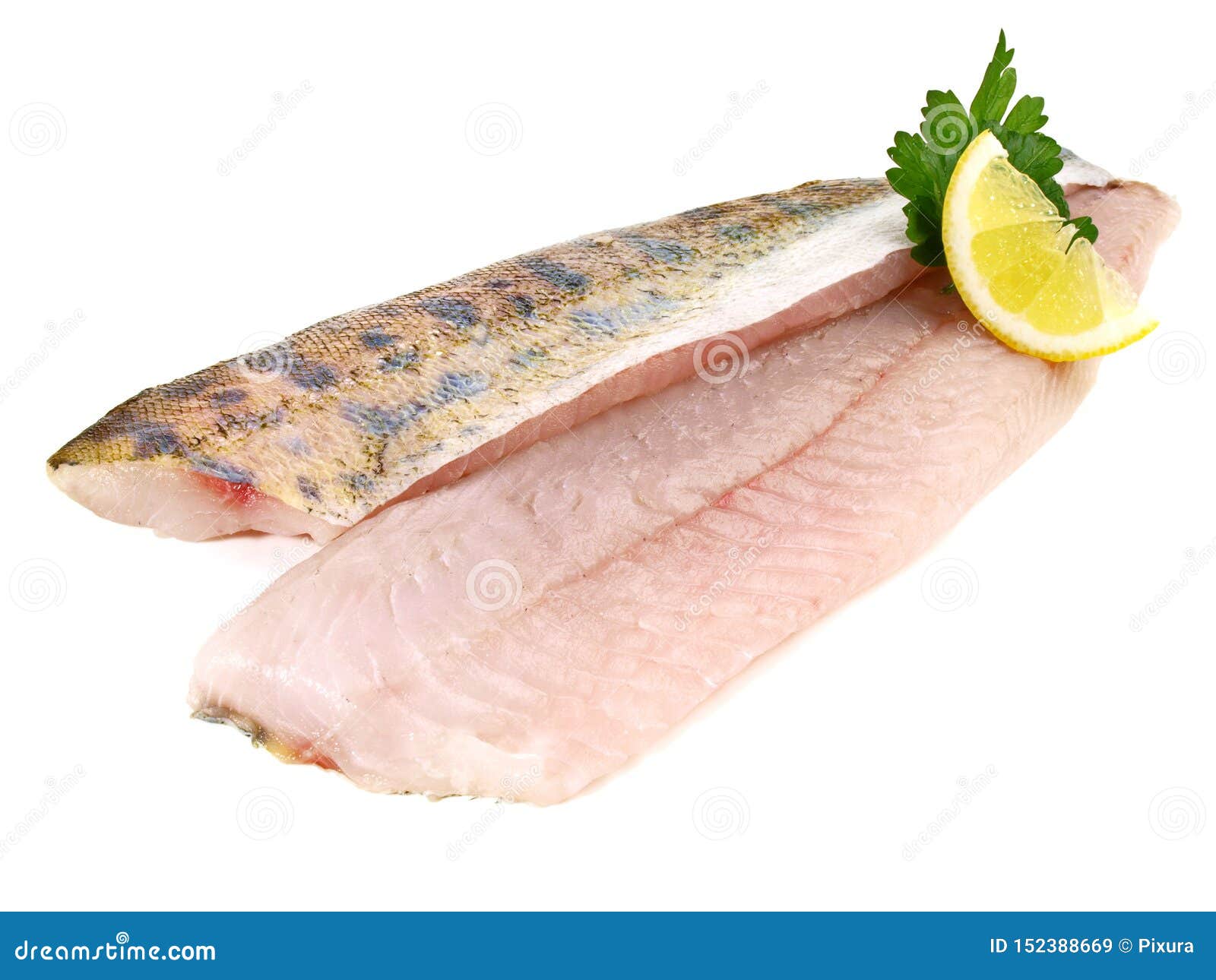 Sander - Pike Perch Fish Fillet Stock Image - Image of macro, fillet ...