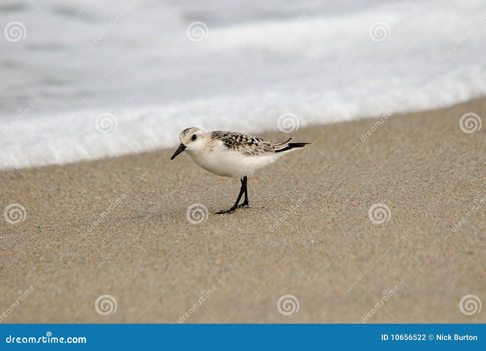 Sanderling stock photo. Image of beach, sanderling, animal - 10656522