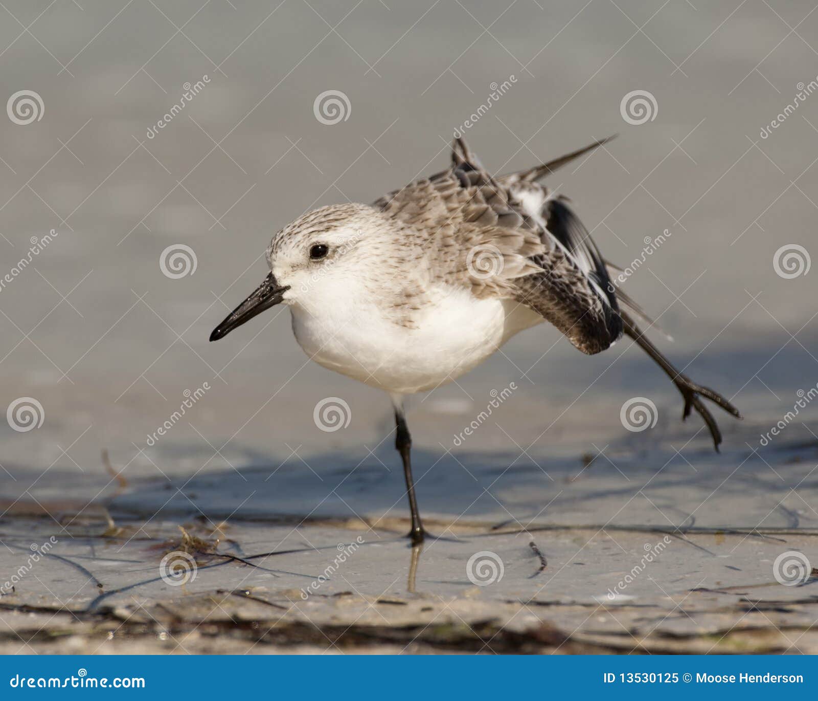 Sanderling stock image. Image of animals, aves, coast - 13530125