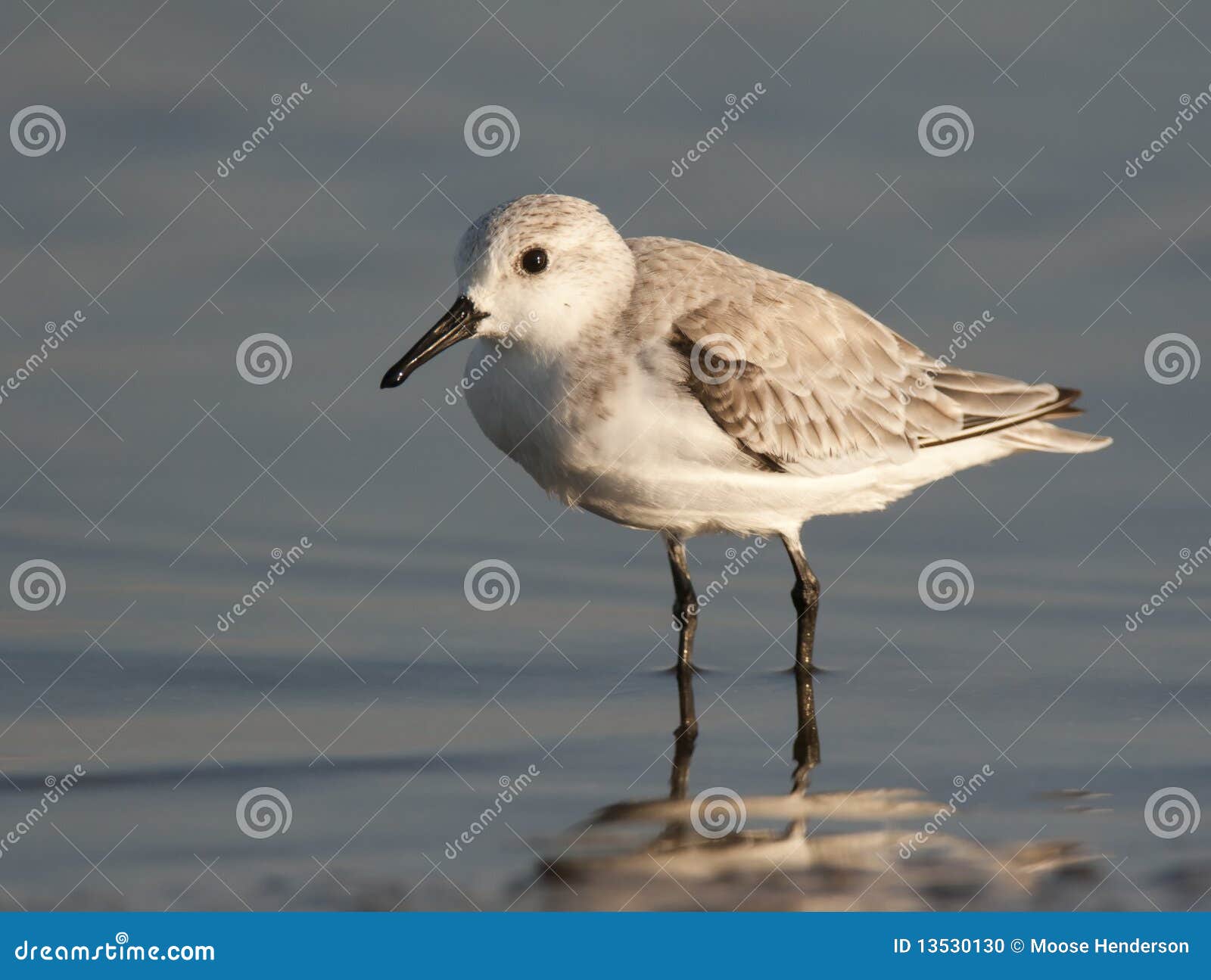 Sanderling stock photo. Image of coast, undomesticated - 13530130