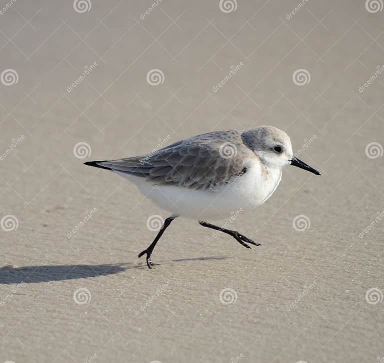 Sanderling stock photo. Image of beak, waterbird, outside - 17391578