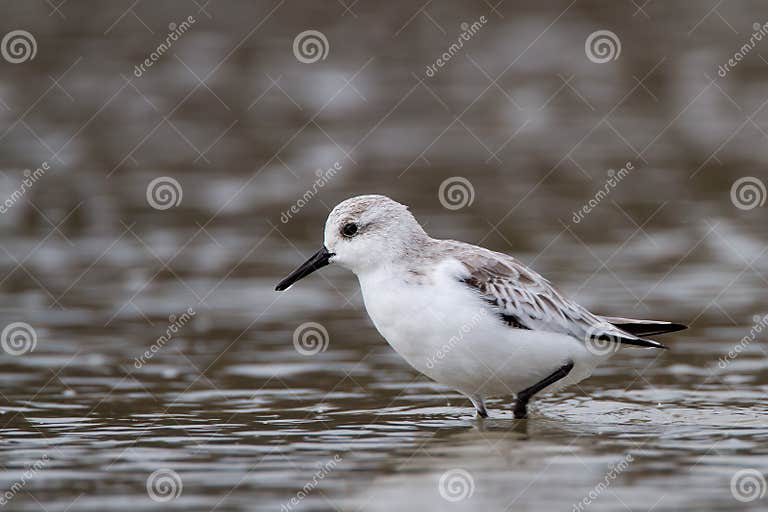 Sanderling stock photo. Image of purple, bird, winter - 21674166