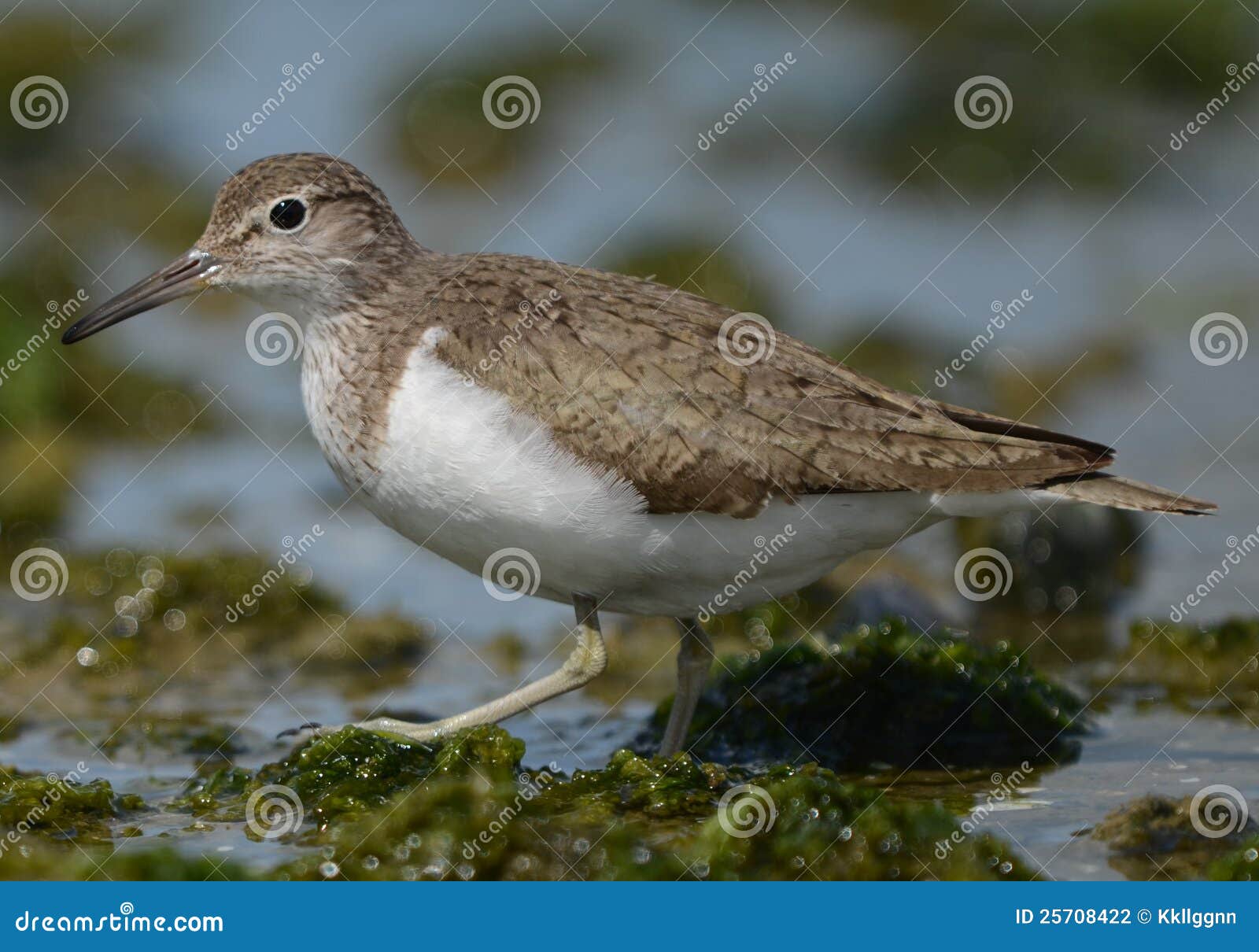 Sanderling stock photo. Image of glareola, damping, birdwatching - 25708422