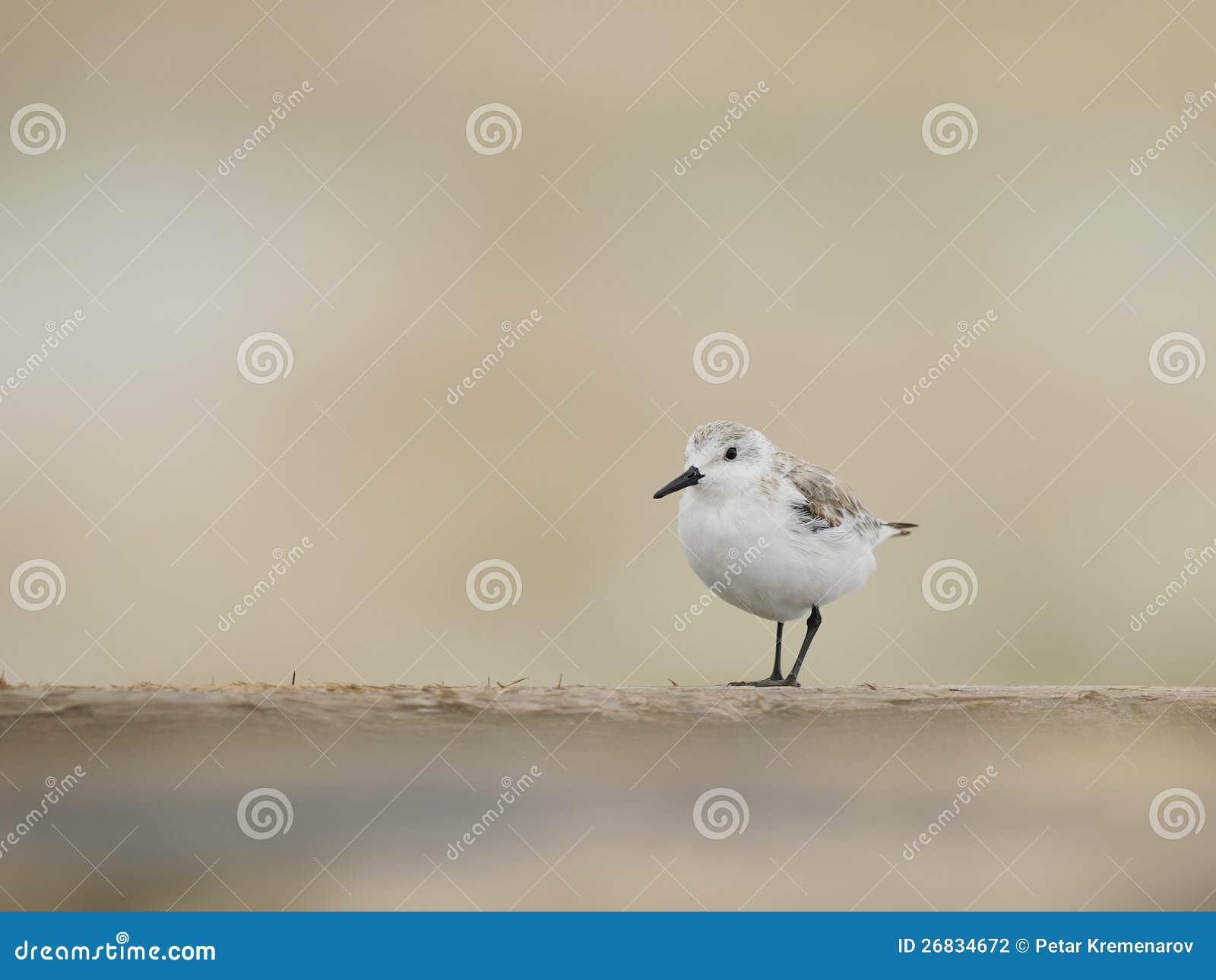 Sanderling stock photo. Image of calidris, close, ocean - 26834672