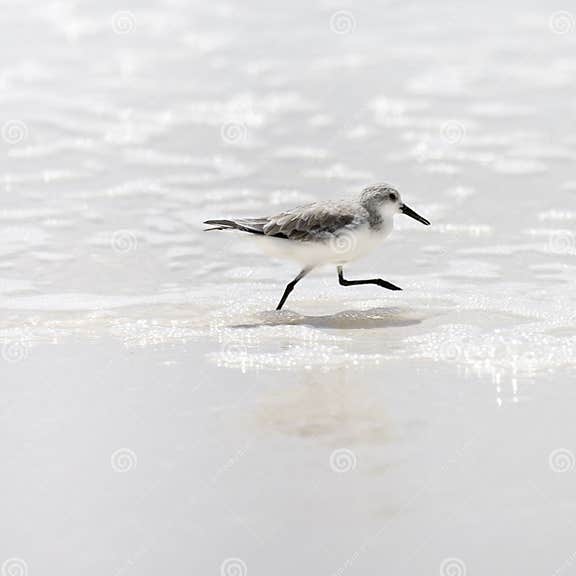 Sanderling imagen de archivo. Imagen de blanco, litoral - 8024497