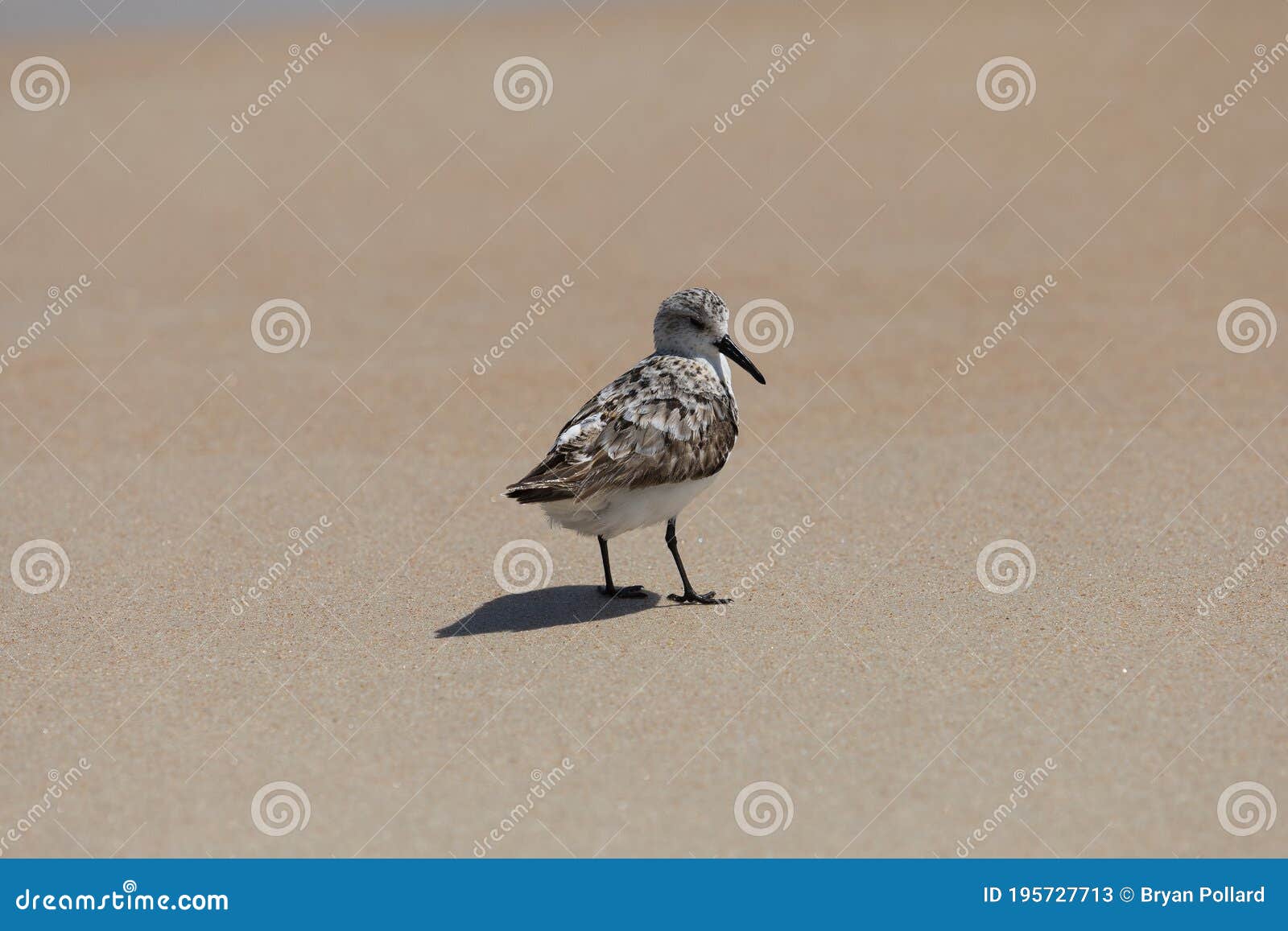 Breeding Sanderling Stock Photos - Free & Royalty-Free Stock Photos ...