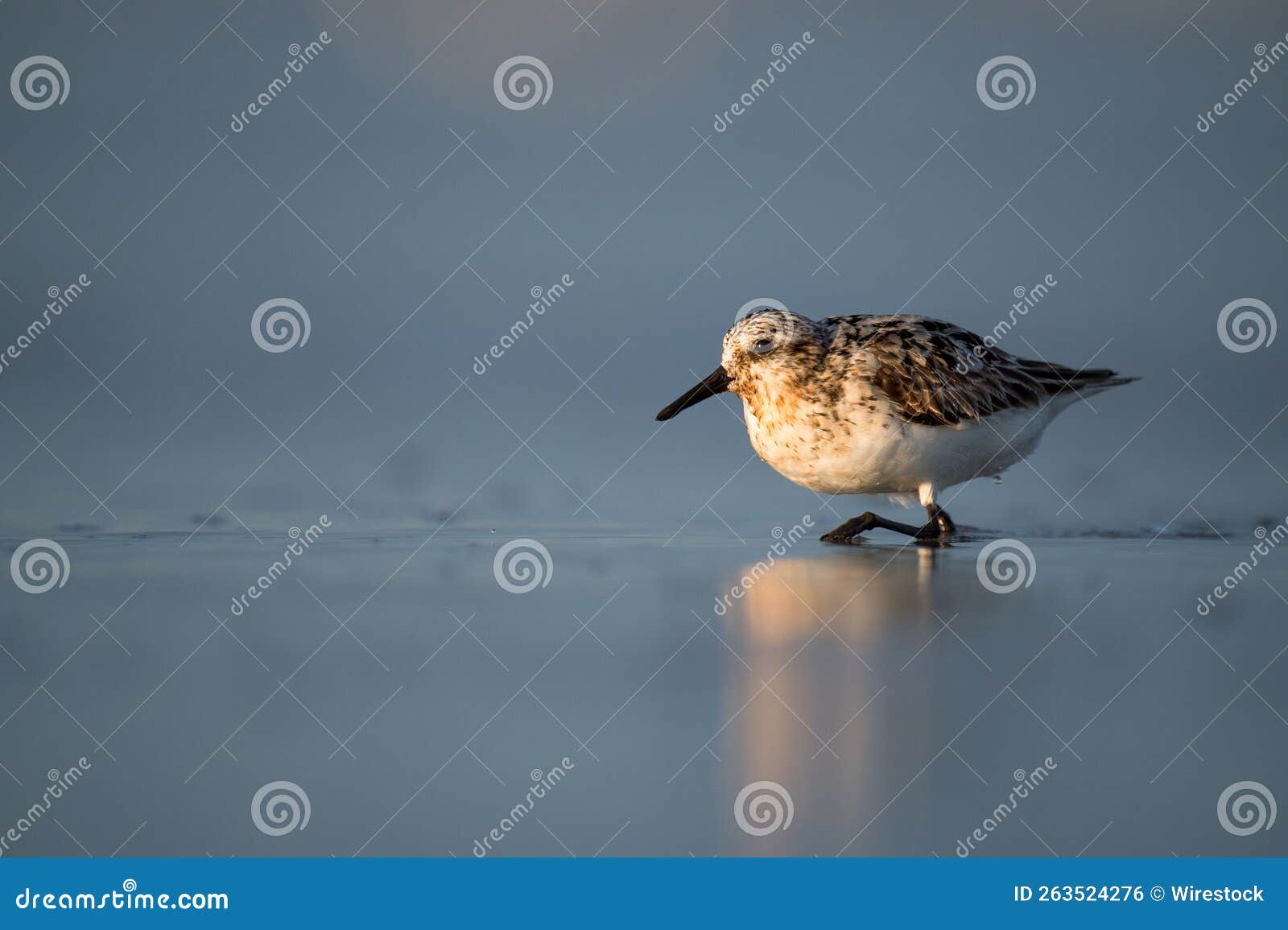 Sanderling Bird Walks in the Shallow Water Stock Photo - Image of bird ...
