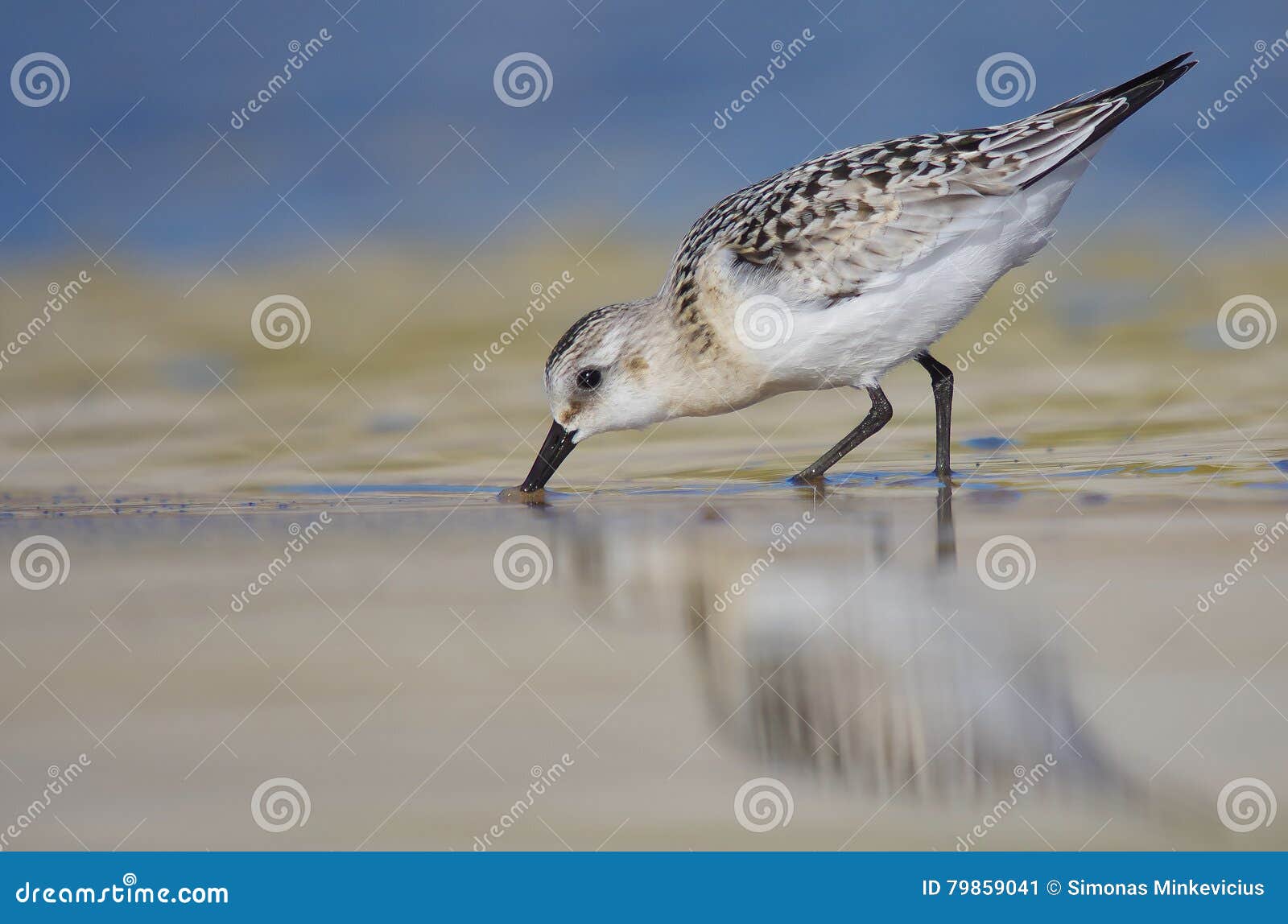 Sanderling - Calidris alba stock image. Image of wave - 79859041