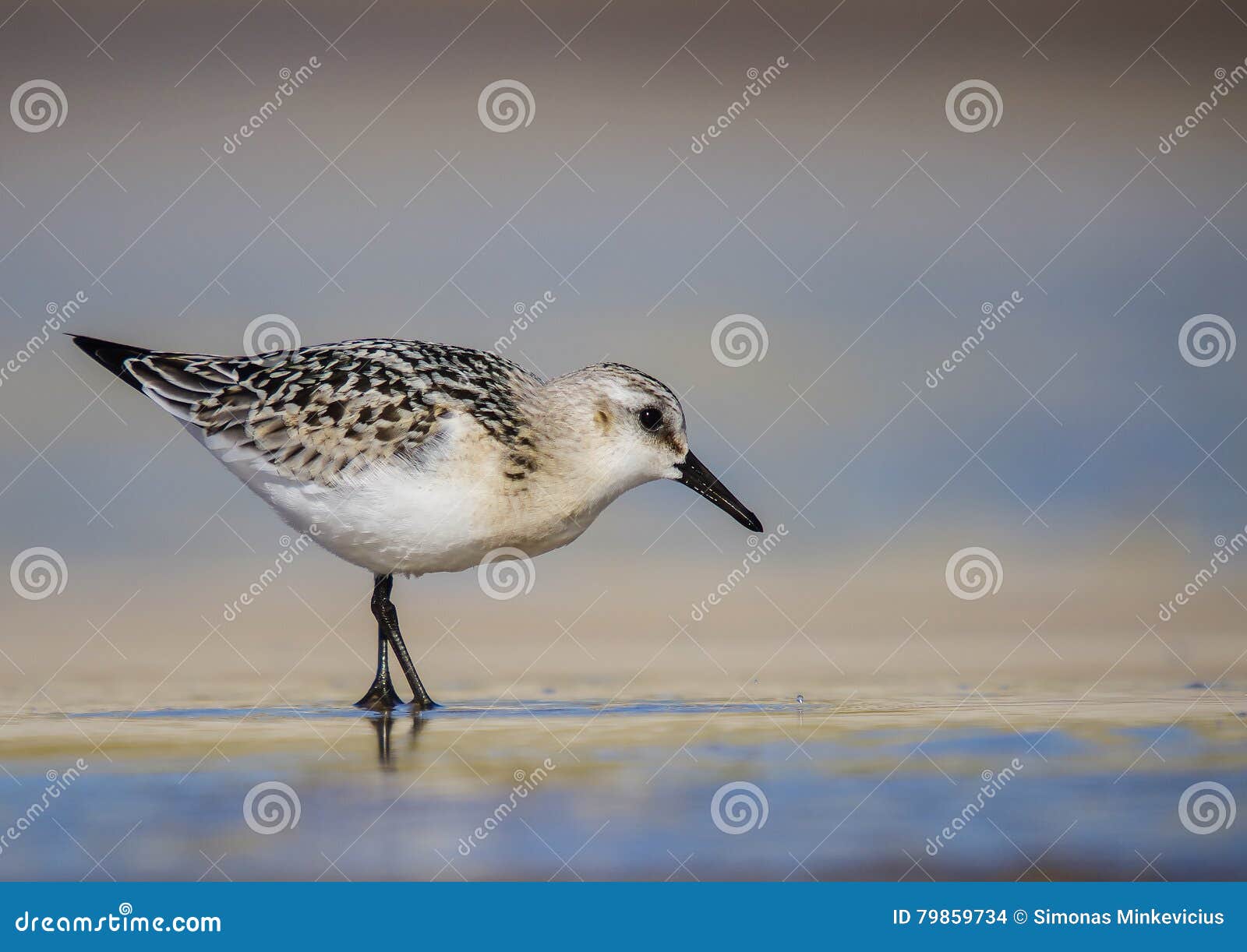 Sanderling - Calidris alba stock photo. Image of beak - 79859734