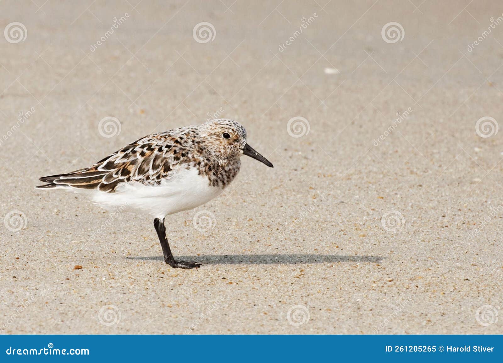 Sanderling, Calidris Alba, Resting on the Sand Stock Image - Image of ...