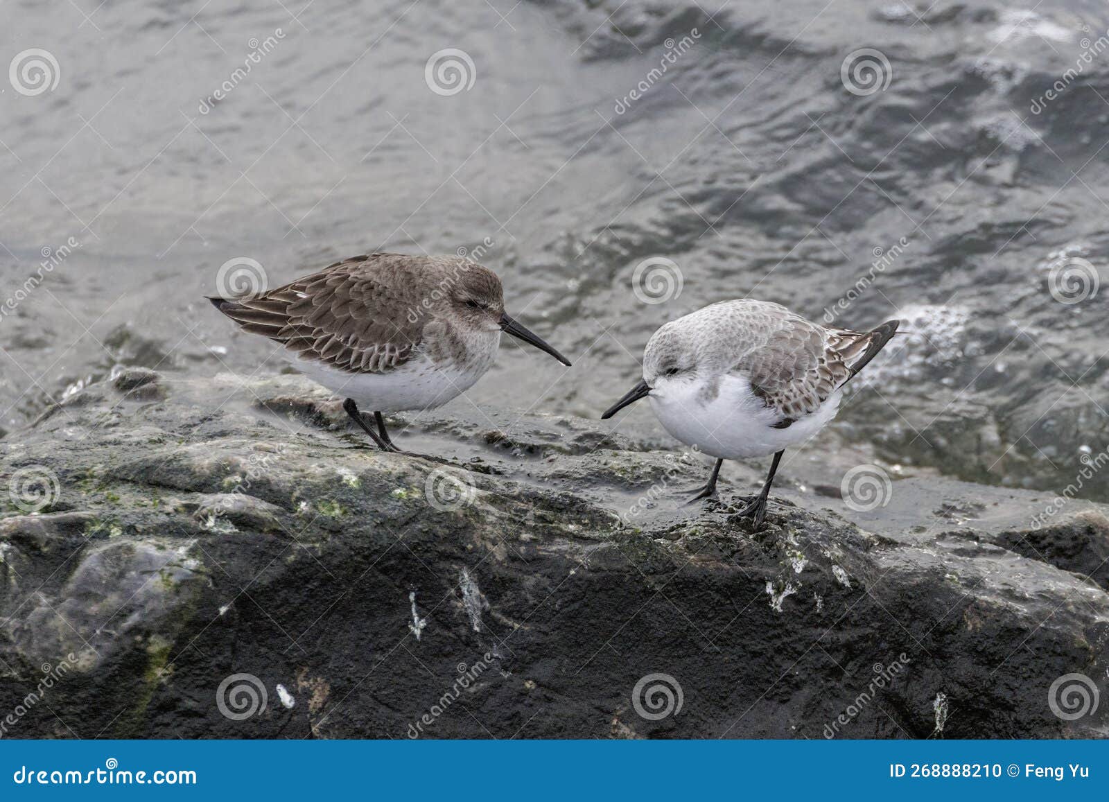 Sanderling and Dunlin Shorebird Stock Photo - Image of america, dunlin ...