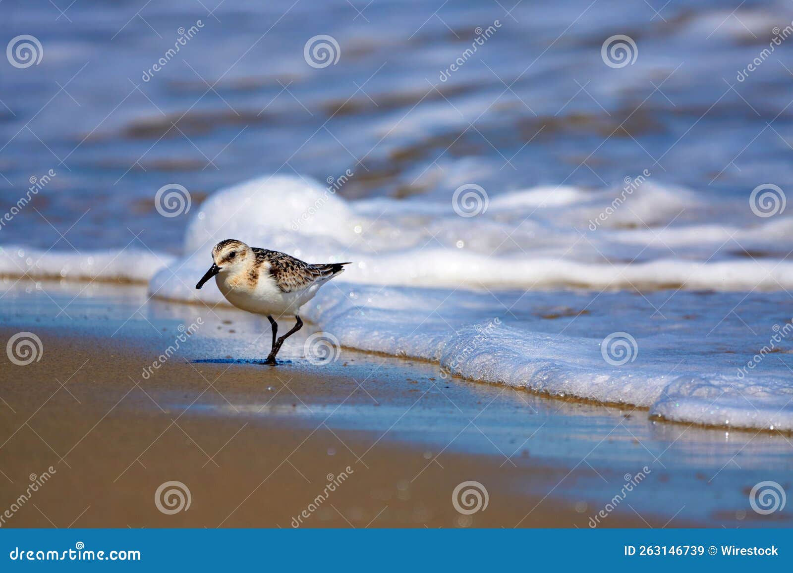 Sanderling Running Away from a Wave at the Shore Stock Image - Image of ...