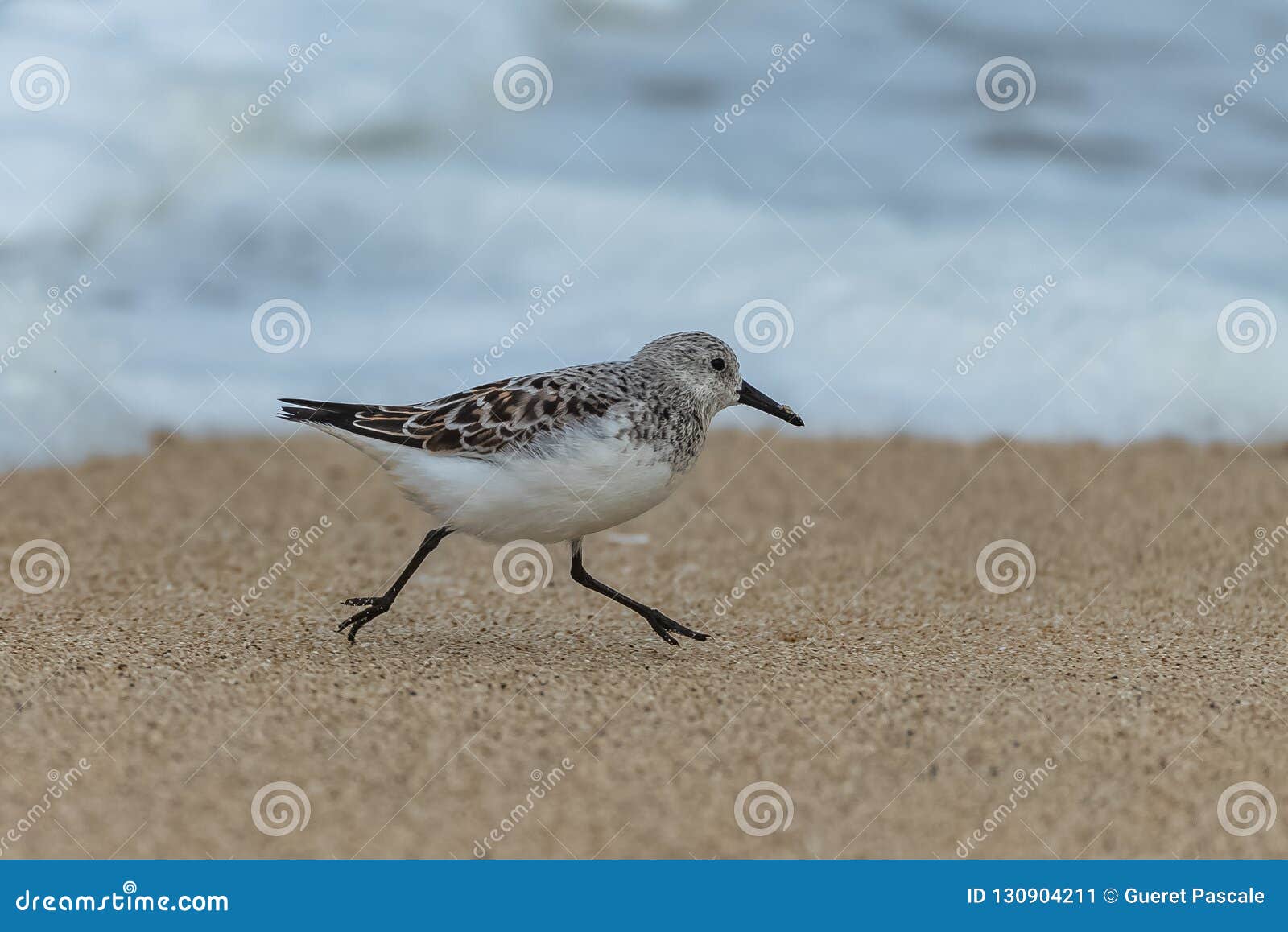 Sanderling stock image. Image of migrating, blue, migration - 130904211