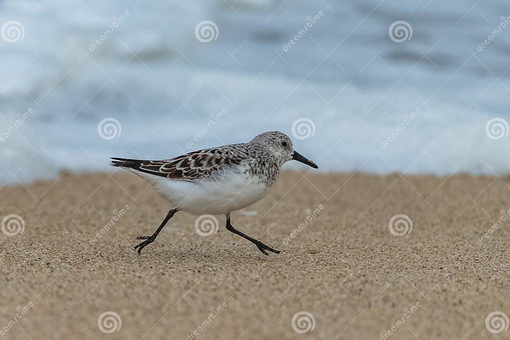 Sanderling stock image. Image of migrating, blue, migration - 130904211