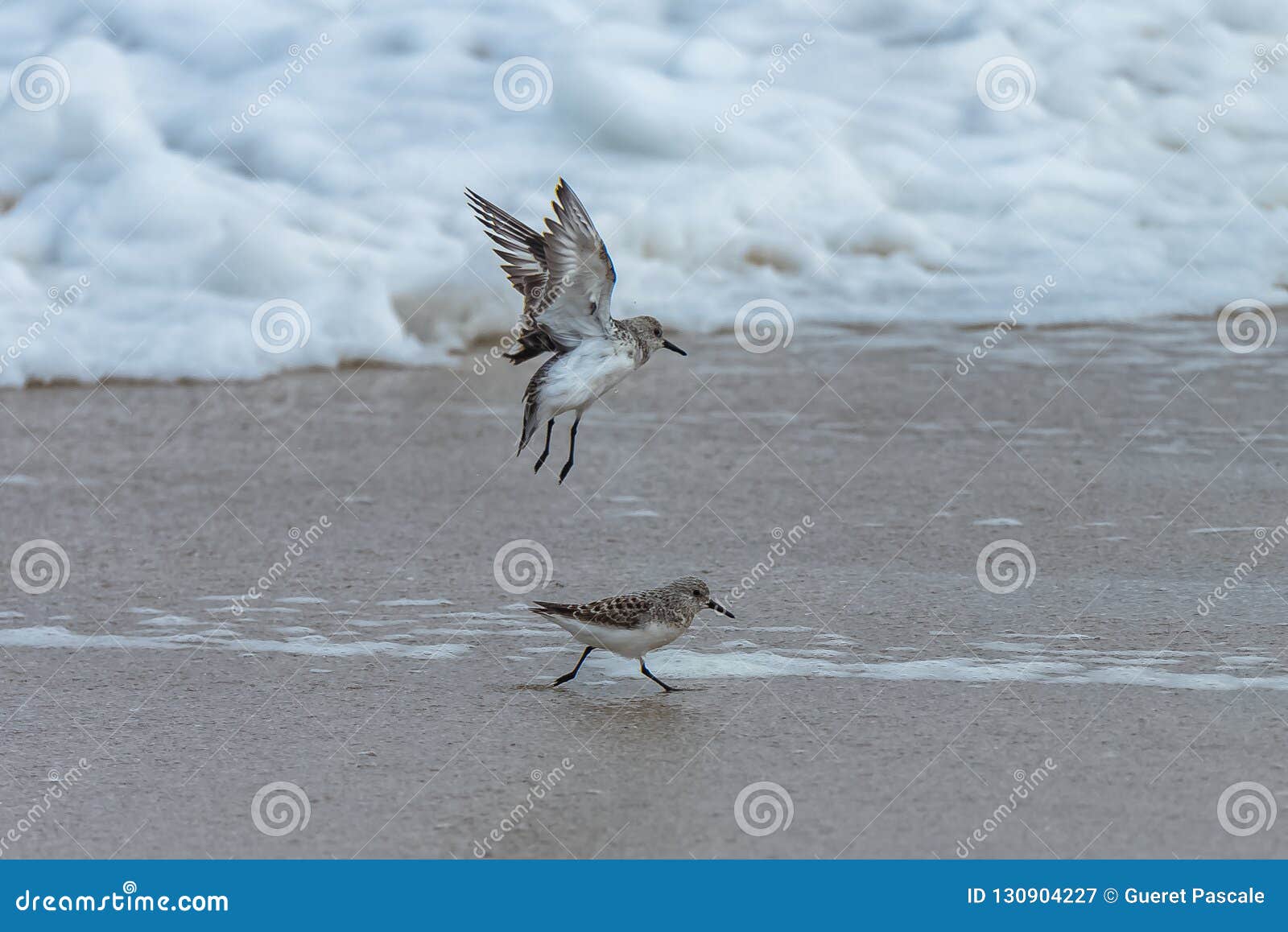 Sanderling stock image. Image of black, brown, california - 130904227