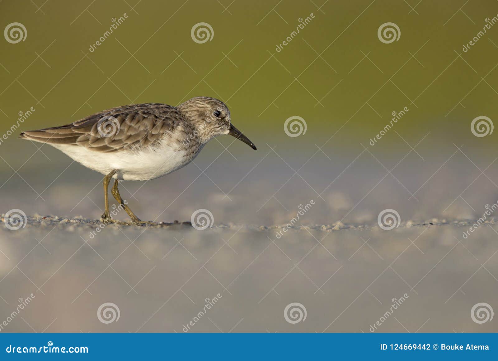 Sanderling Calidris Alba Foraging on Florida Beach. Stock Photo - Image ...