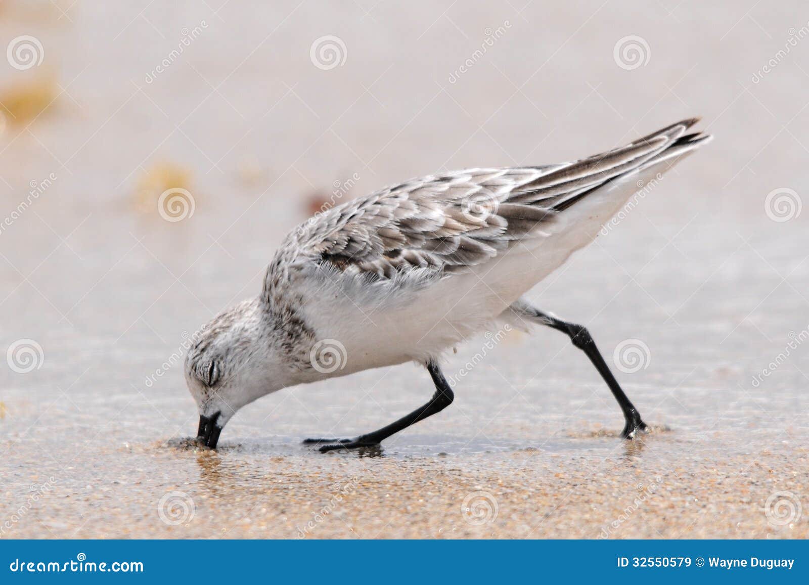 Sanderling Sandpiper (Calidris Alba Stock Image - Image of sandpiper ...