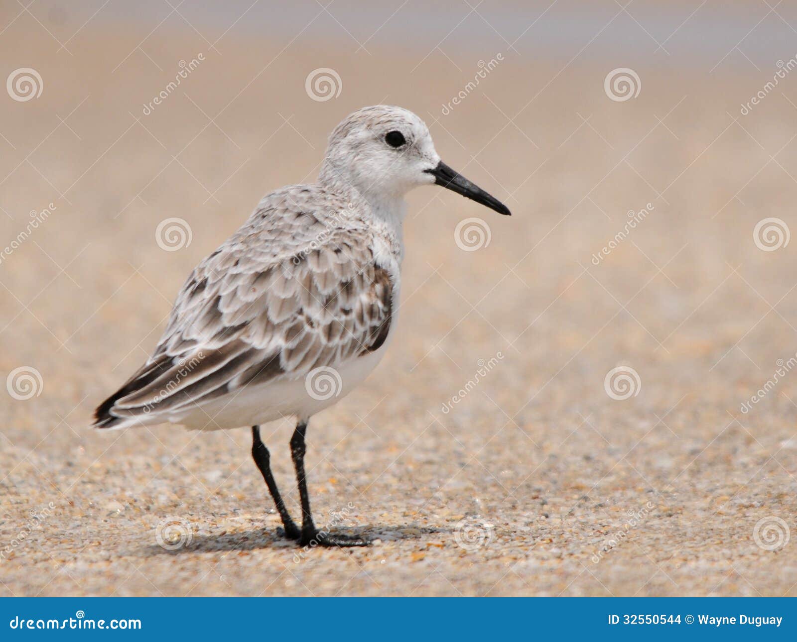 Sanderling Sandpiper Shore Bird On The Hilton Head Island Beach Stock ...