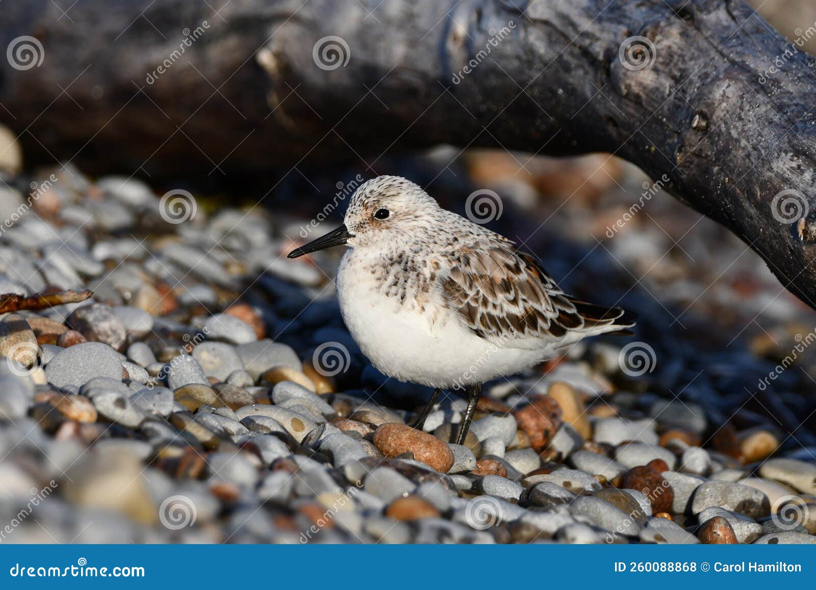 Sanderling Sandpiper Stands on Shore Stock Photo - Image of markings ...