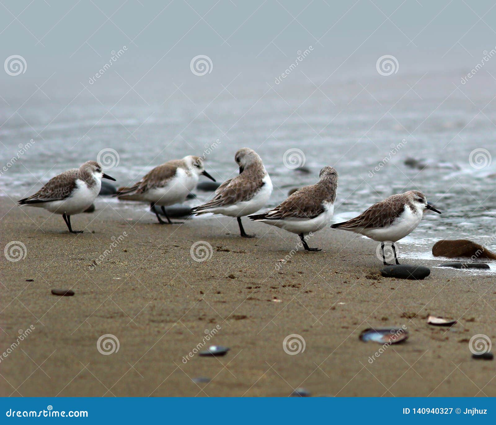 Sanderling Shore Birds on the Pacific Coast Stock Image - Image of ...